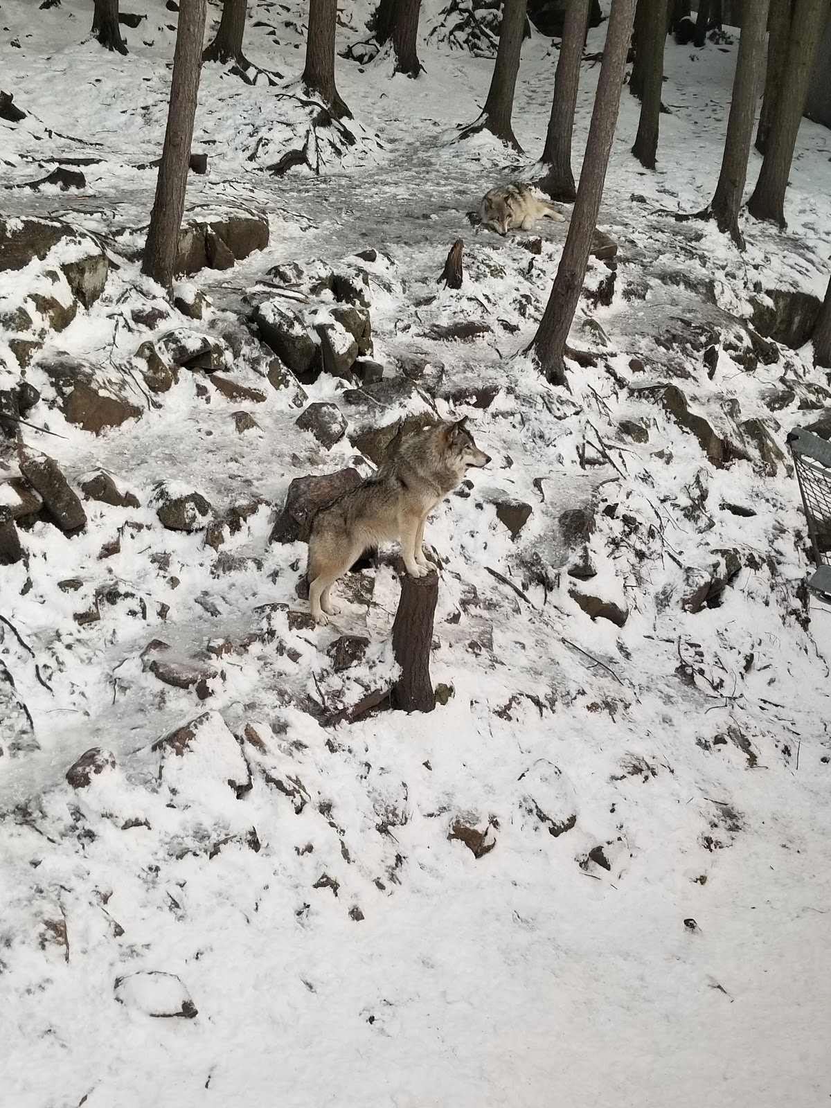 10 Best Dog Friendly Places for 1 day trip from Montreal